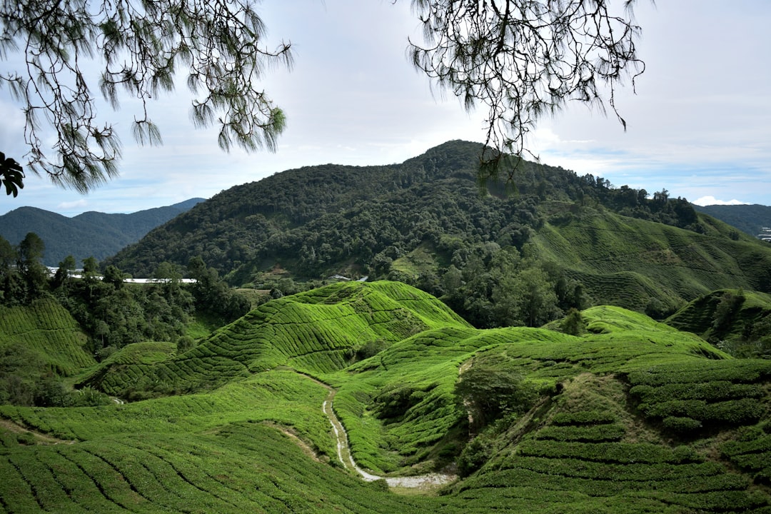 15 Best Things To Do In Cameron Highlands 2026: Tea Plantations, Hikes ...